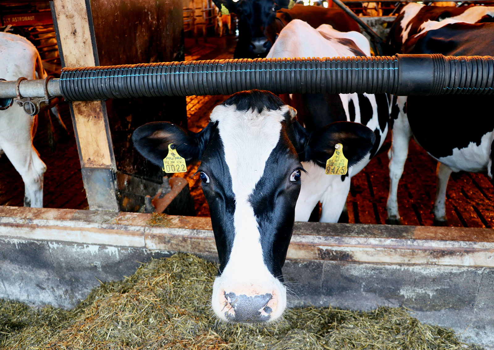 Katkeamaton kylmäketju takaa maidon laadun - KylmäExtra